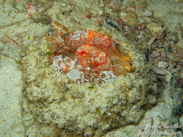 Zebra Mantis Shrimp | Project Noah