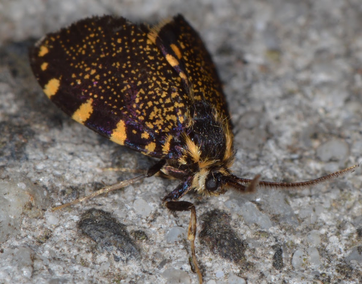 Lichen Case Moth (male) | Project Noah