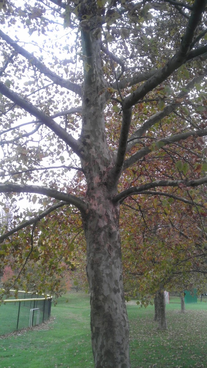 American Sycamore | Project Noah