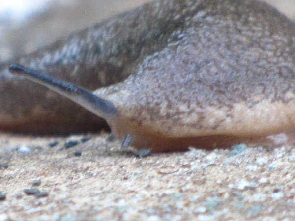 Gray Garden Slug | Project Noah