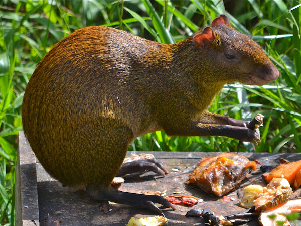 Agouti/Guatusa | Project Noah