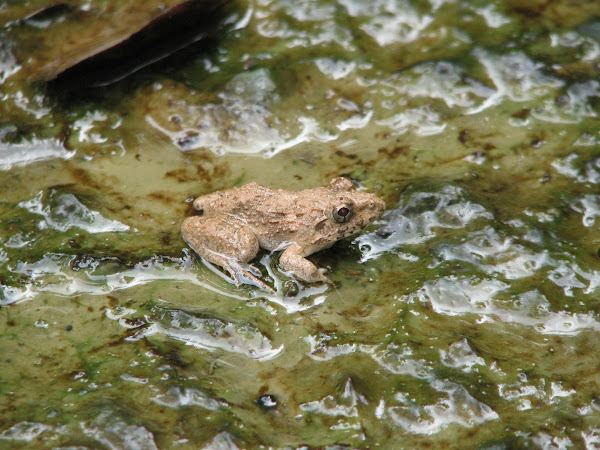 Paddy Frog | Project Noah