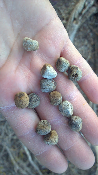 Mule deer scat | Project Noah