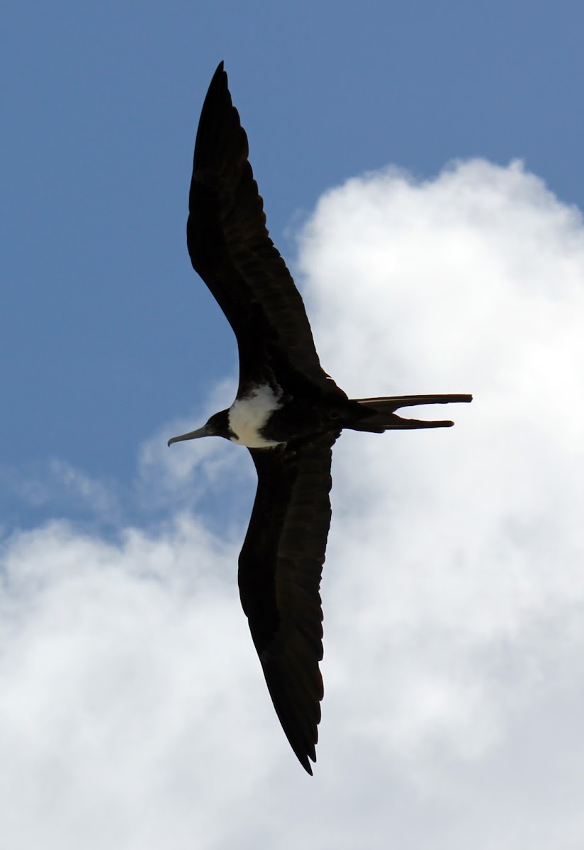 Magnificent Frigatebird (female) | Project Noah