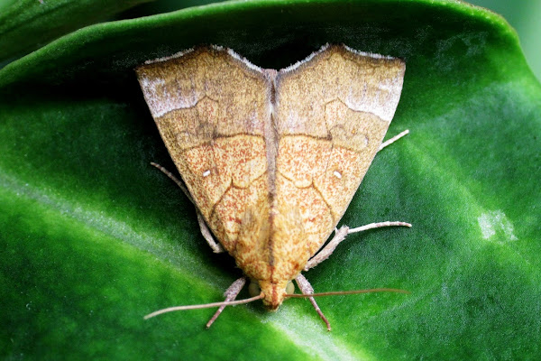 Cotton Looper, Tropical Anomis or White-pupiled Scallop Moth | Project Noah