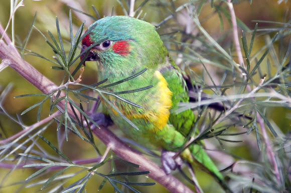 Musk Lorikeet | Project Noah