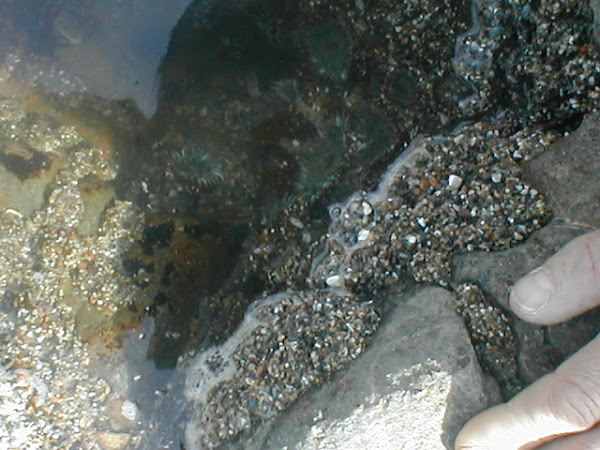 starfish | Project Noah