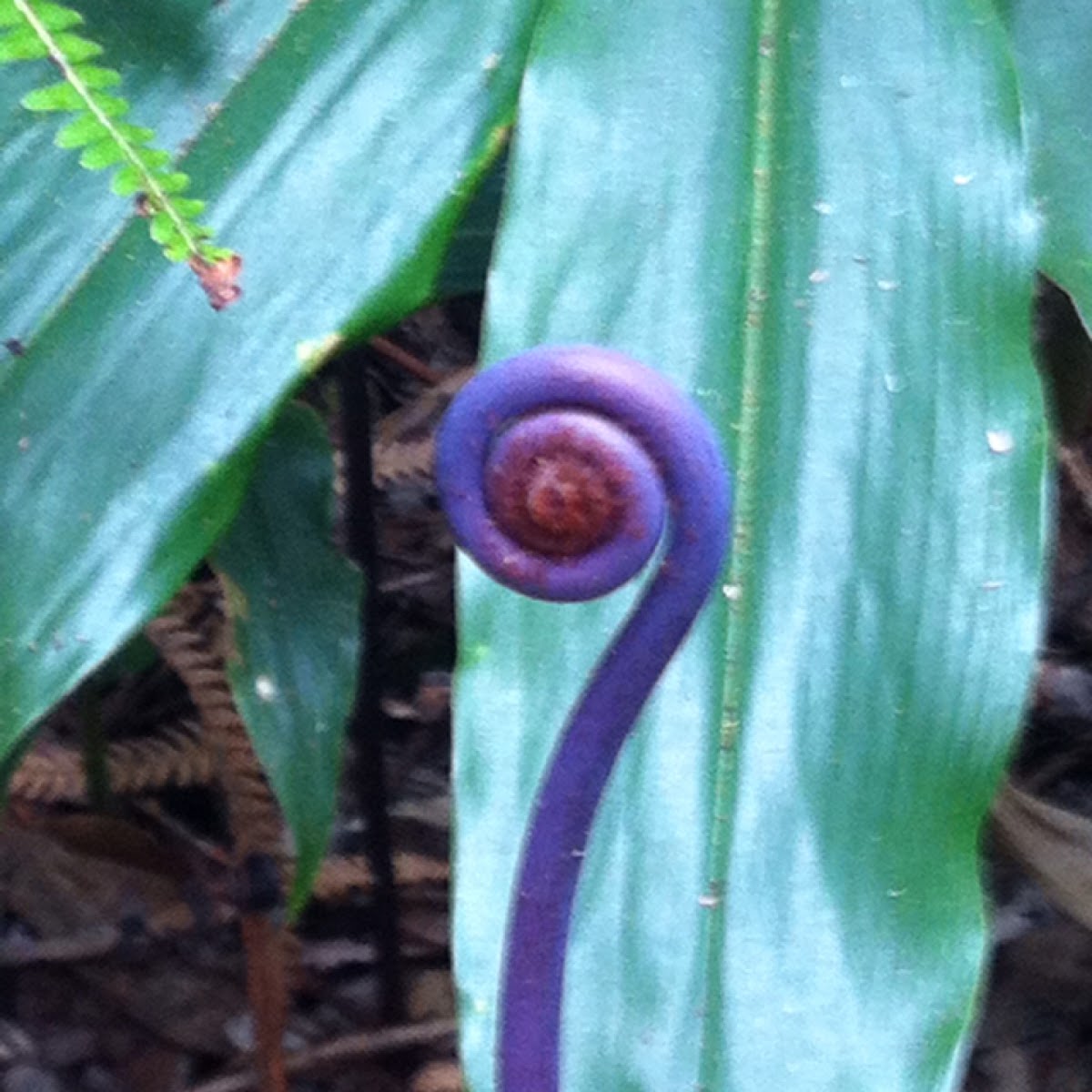 Uluhe fern | Project Noah