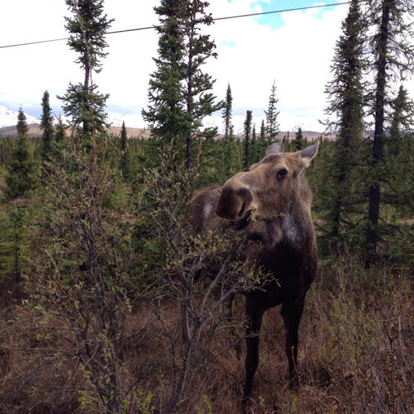 Moose | Project Noah