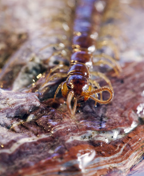 Brown Centipede | Project Noah
