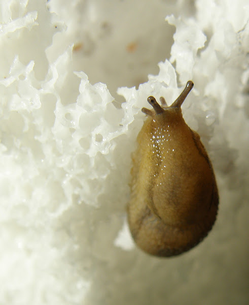 Grey field slug | Project Noah