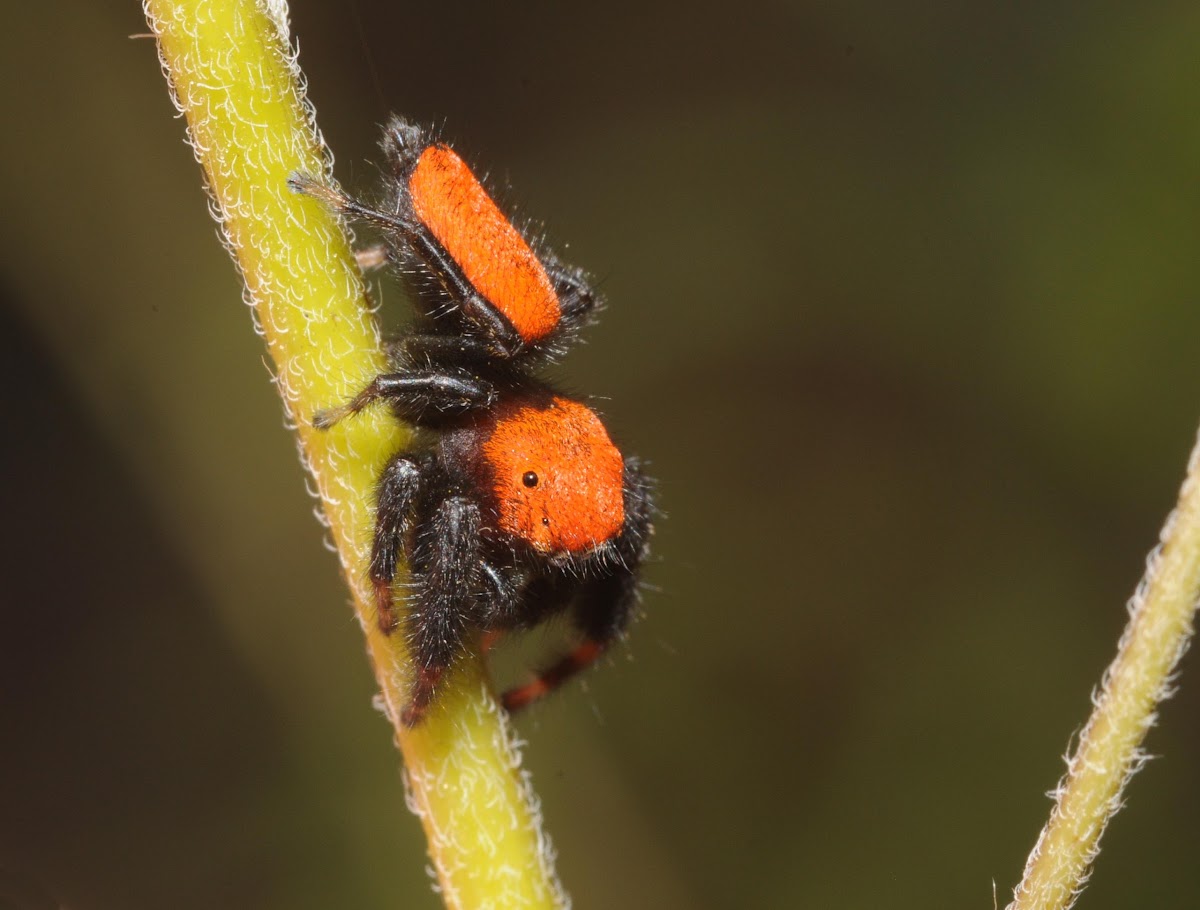 Apache jumping spider (male) | Project Noah