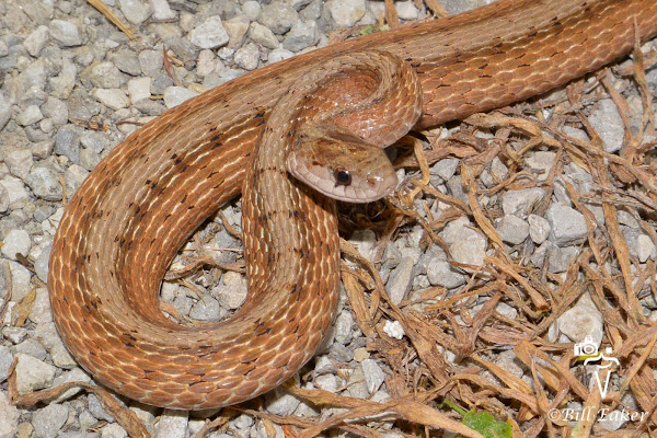 DeKay's Brown Snake | Project Noah
