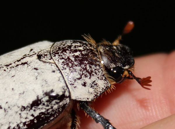 Greyback Cane Beetle | Project Noah