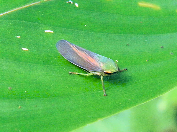 leafhopper | Project Noah