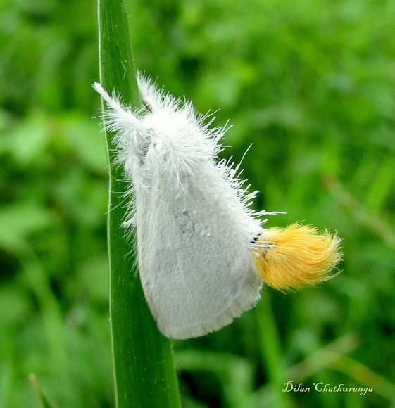 Yellow-tail Moth | Project Noah