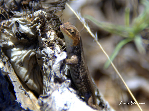 Lizard | Project Noah