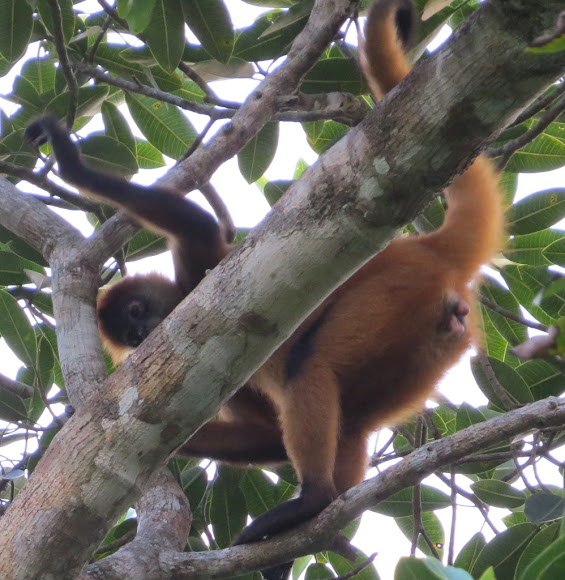 Spider monkey | Project Noah