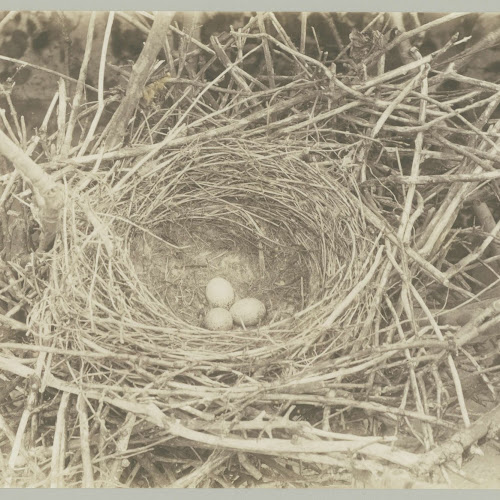 Kraaiennest met eieren, Richard Tepe, 1912 - Rijksmuseum