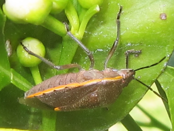 Conchuela Stink Bug | Project Noah