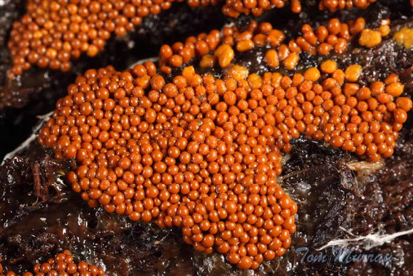 Insect Egg Slime Mold | Project Noah