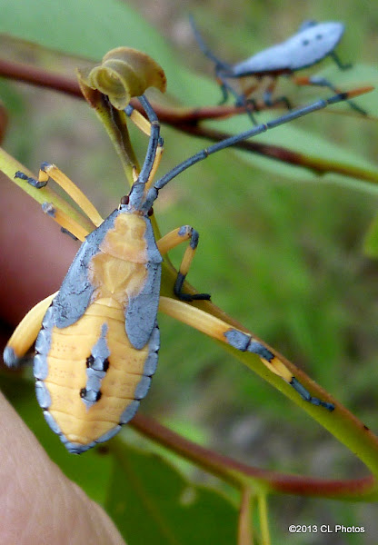 Eucalyptus Tip Bug | Project Noah
