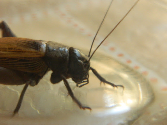 Grillo | Project Noah