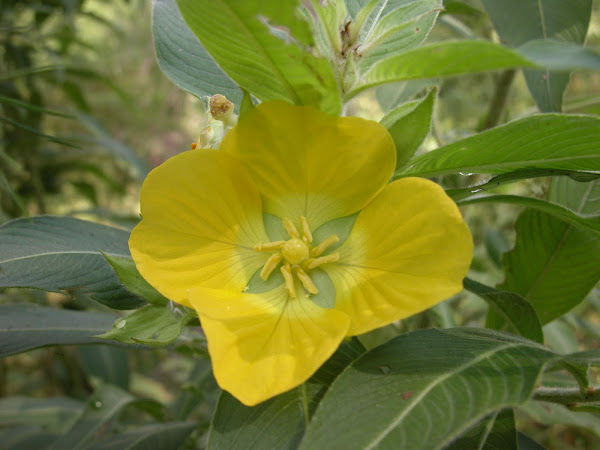 Peruvian Primrose Willow | Project Noah