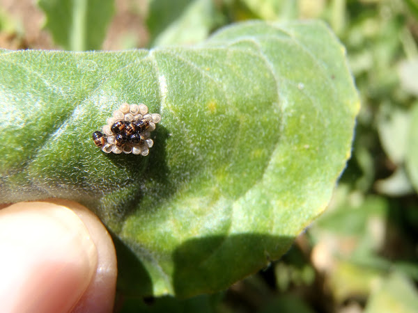 Southern green stink bug. Pupa chinche verde | Project Noah
