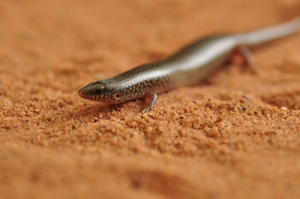 Ocellated Skink | Project Noah