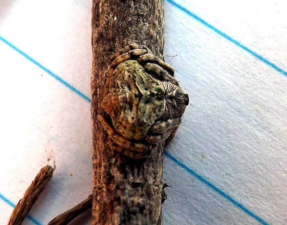 Wrap-around Spider | Project Noah