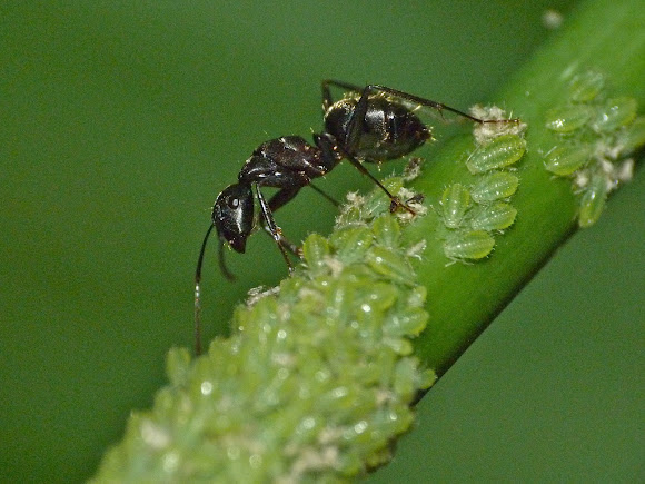 Acrobat ant (tending aphids) | Project Noah