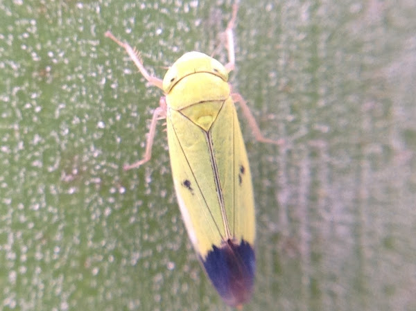 Green Rice Leafhopper (Male) | Project Noah
