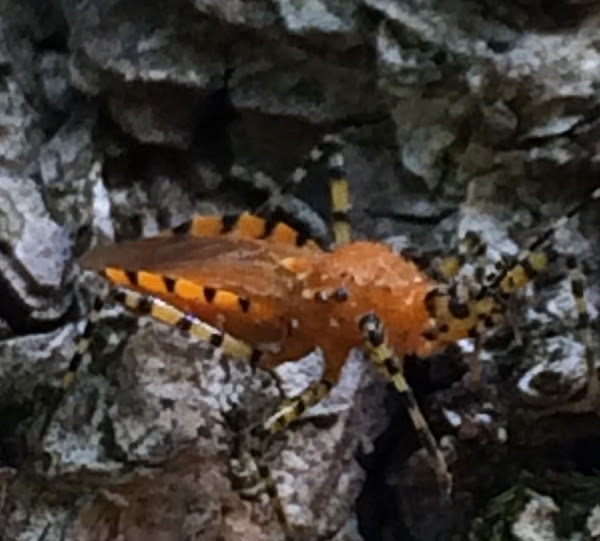 Sycamore Assassin Bug | Project Noah