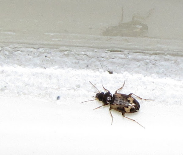 Ground beetle | Project Noah