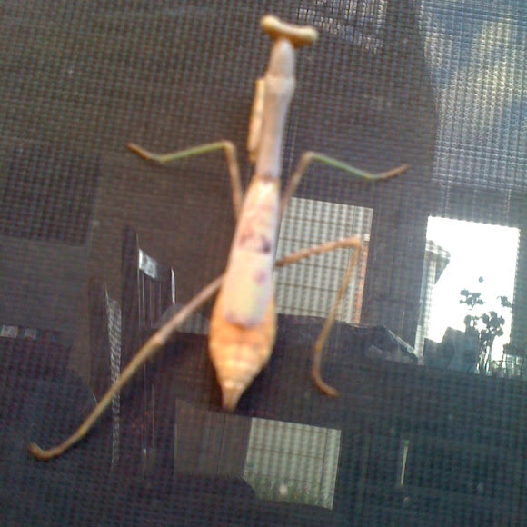 Praying Mantis | Project Noah