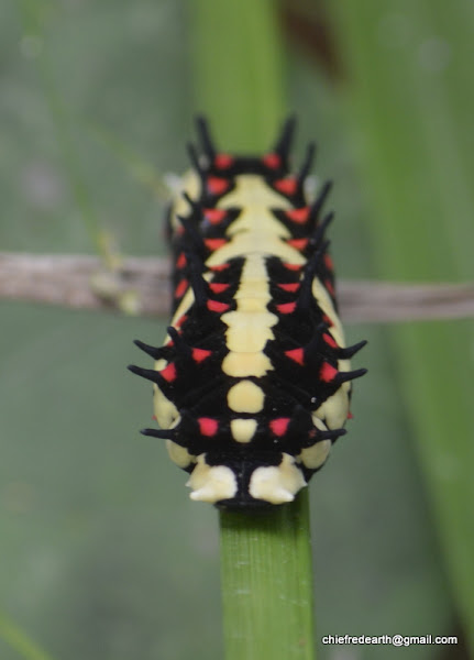 Common Mime caterpillar | Project Noah