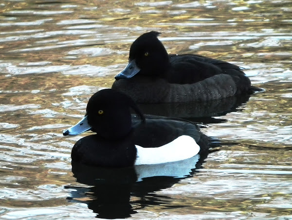 Tufted Duck | Project Noah
