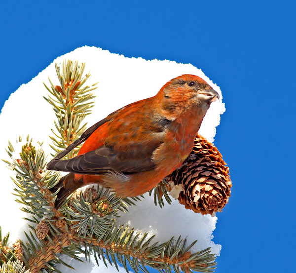 Red Crossbill | Project Noah