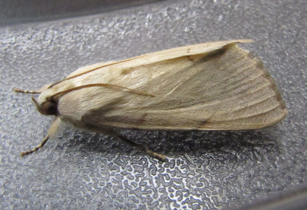 Palm Flower Moth | Project Noah