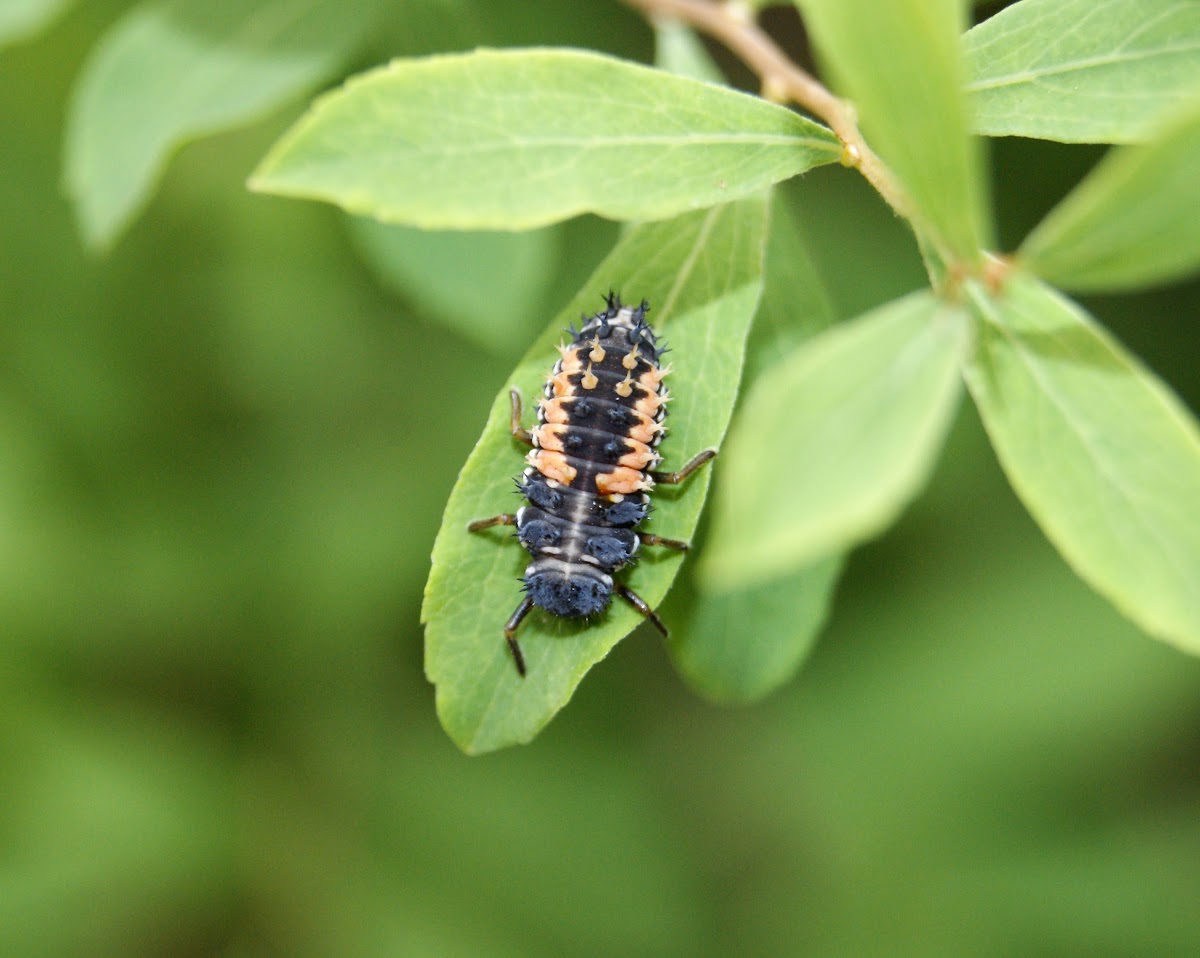 Ladybird Larva | Project Noah