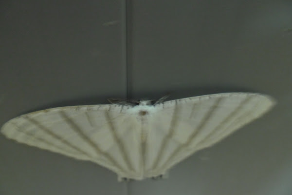 Uraniidae Moth | Project Noah