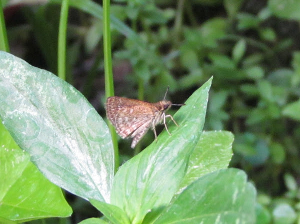 possibly Pygmy Scrub Hopper | Project Noah