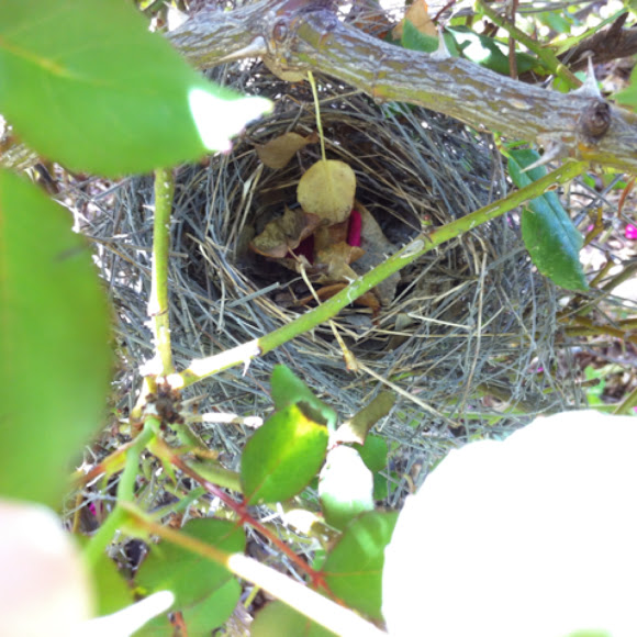 Northern Mockingbird Nest | Project Noah
