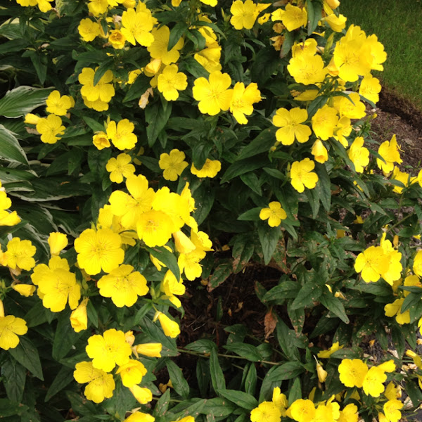 Buttercup | Project Noah