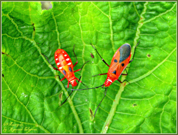 Red Cotton Bugs (Nymph) | Project Noah