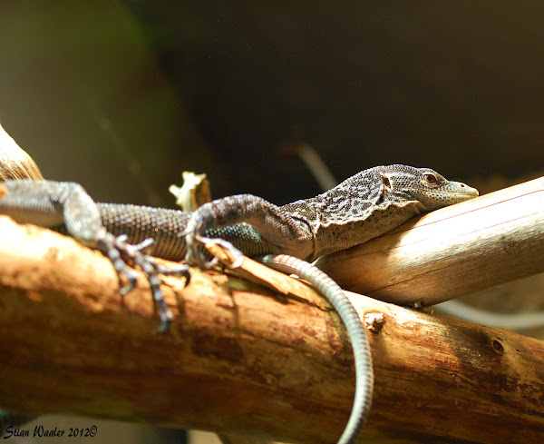 Blue Spotted Tree Monitor | Project Noah