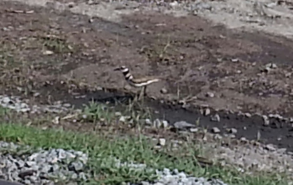Killdeer | Project Noah