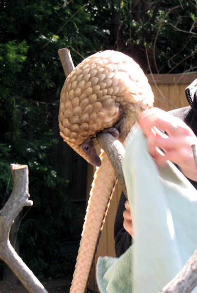 Tree Pangolin | Project Noah