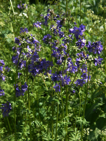 Jacob’s-ladder | Project Noah